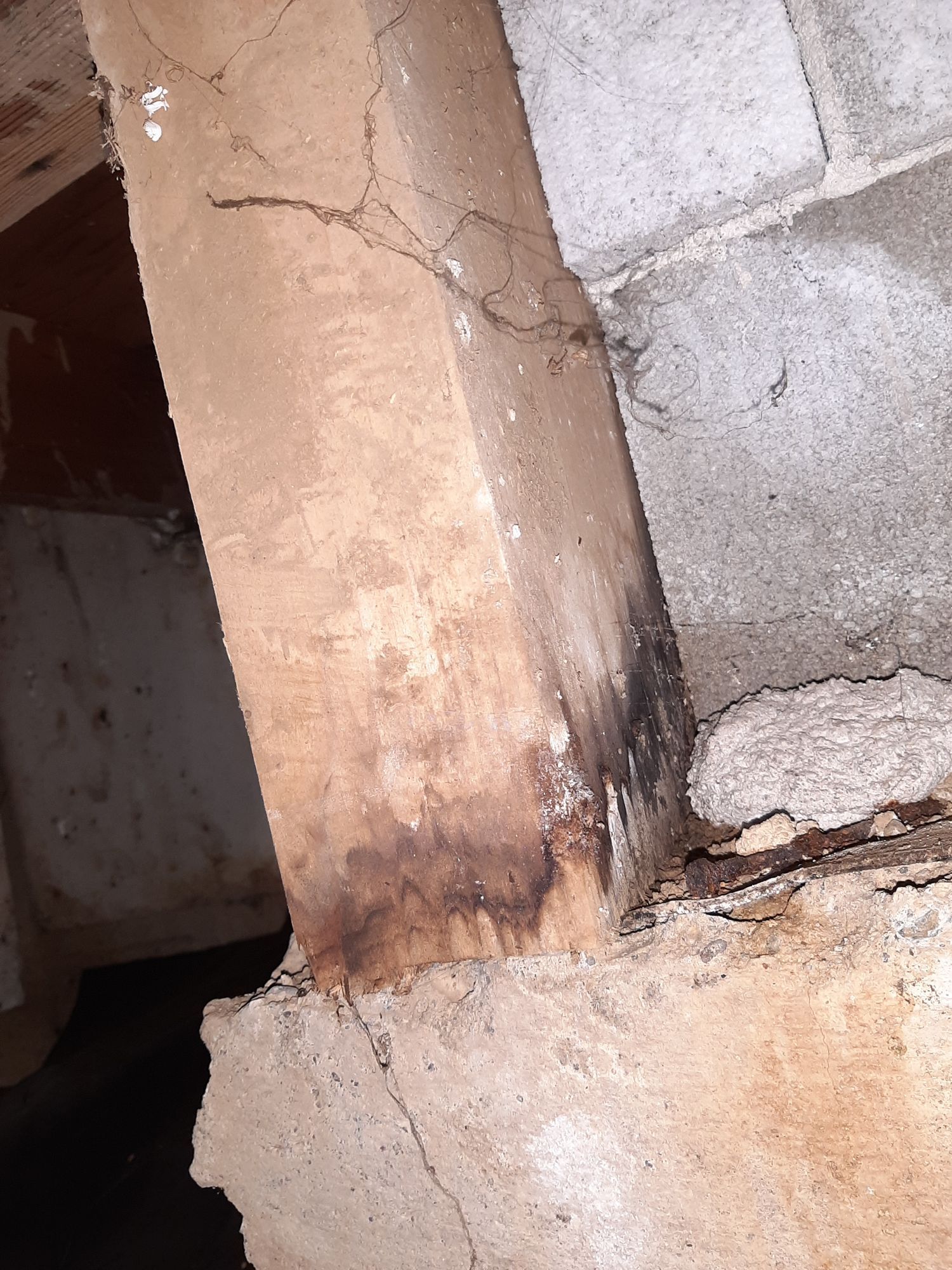 What is Dry Rot and How Do You Avoid It in Your Home? | TerraFirma